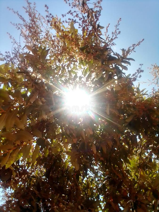 Strong Sun Rays through the Branches, August 2022 in Kenya Stock Photo ...
