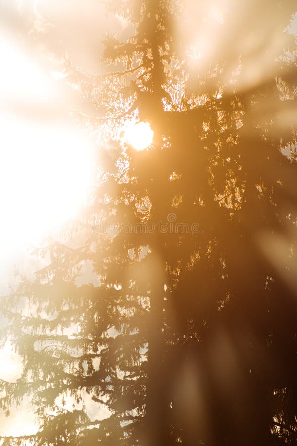 Strong Sun Shinning through the Branches Stock Image - Image of nature ...