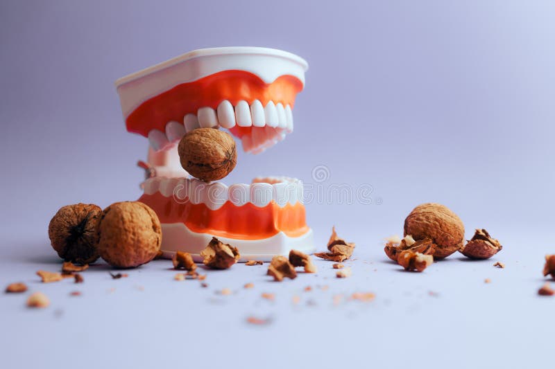 Denture Medical Model Biting into Hard Walnut Cracking the Shells Stock ...