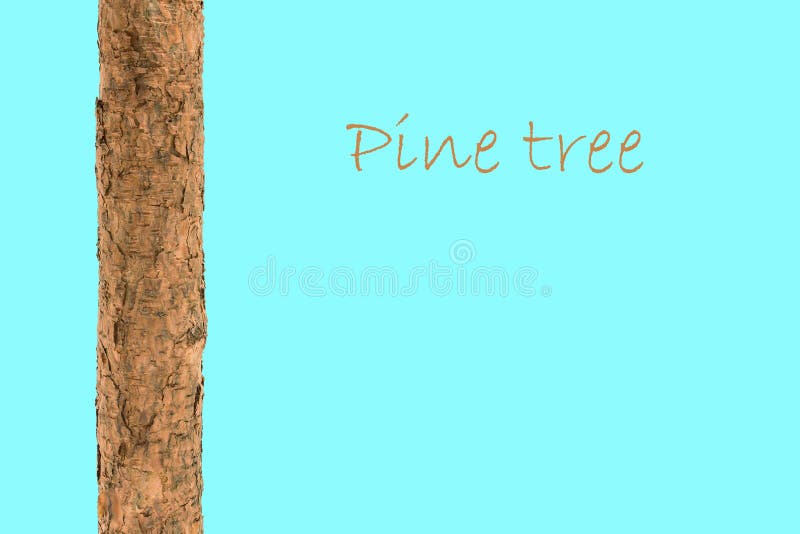 Strong Thin Trunk of Pine Tree Isolated on Blue Background Stock Photo ...