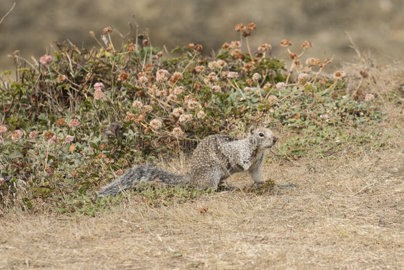 Strong Three-legged Squirrel Stock Image - Image of displays, handicap ...