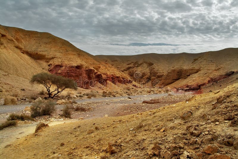 Strong tree. stock image. Image of park, plant, mountain - 2434393