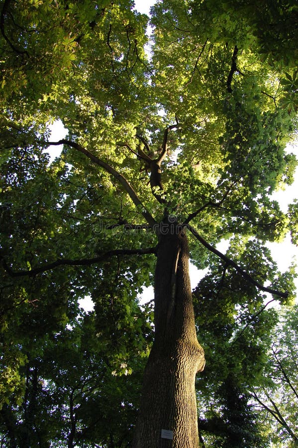 Strong tree stock photo. Image of green, lush, collection - 26209144