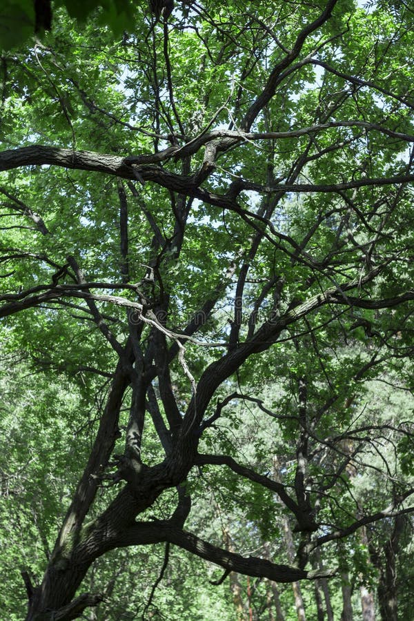 Strong tree stock photo. Image of green, lush, collection - 26209144