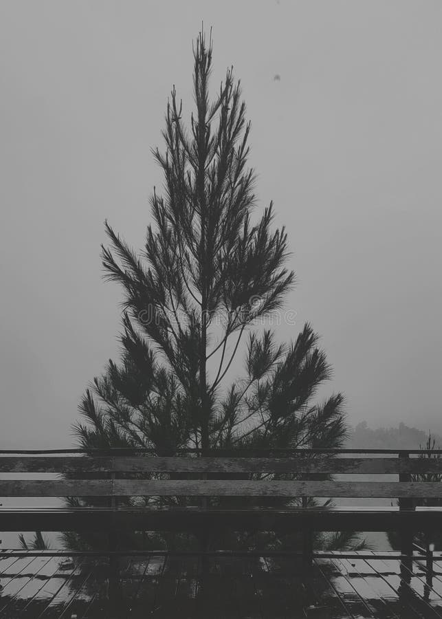 A Strong Tree Even Though it Looks Alone There Stock Image - Image of ...