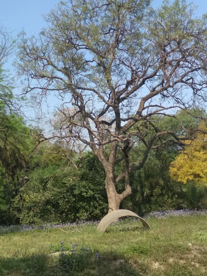 Strong Tree with Shady Foliage Stock Image - Image of branch, flower ...