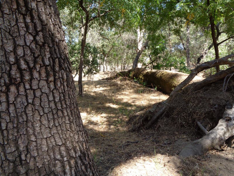 Strong Tree on Left and Fallen Tree on Right with Shadows and Lights in ...
