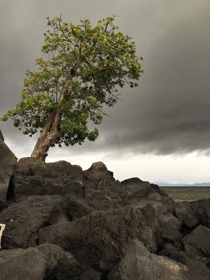 Strong Tree Roots Growing Out of Stone Wall Stock Image - Image of tree ...