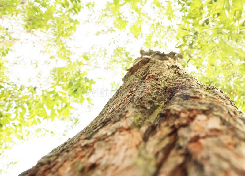 Strong Tree stock photo. Image of like, strong, tree - 106789094