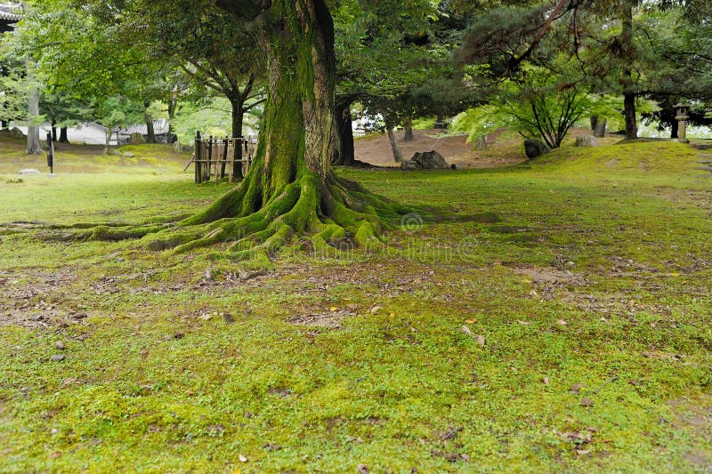 Strong Tree Roots in the Ground in a Green Forest. Stock Photo - Image ...