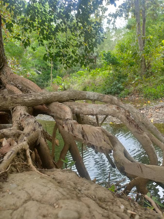 Strong Tree Roots by the River Stock Photo - Image of roots, strong ...