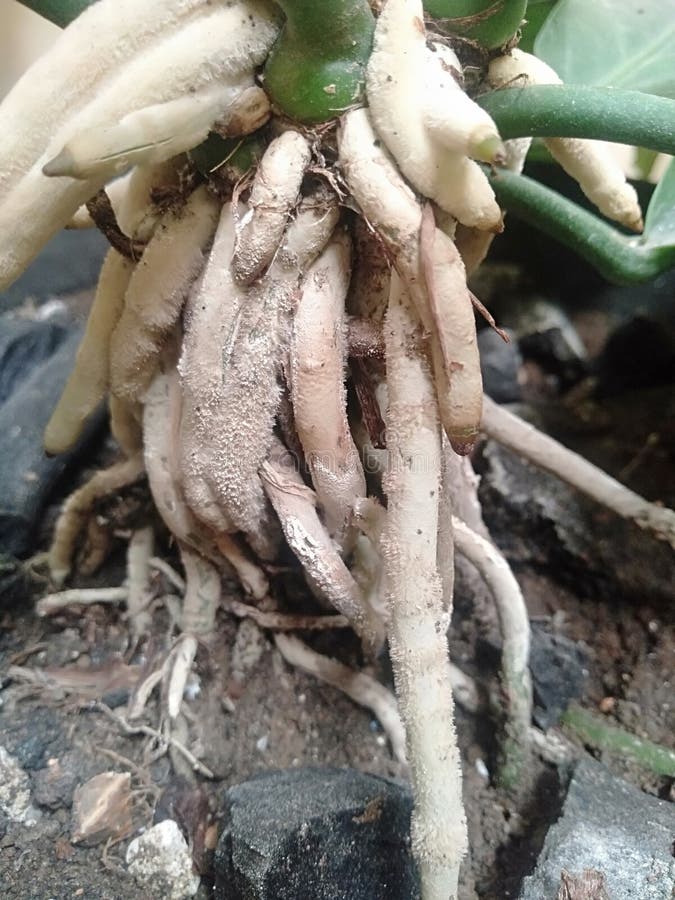 Strong Tree Roots Growing Out of Stone Wall Stock Image - Image of tree ...