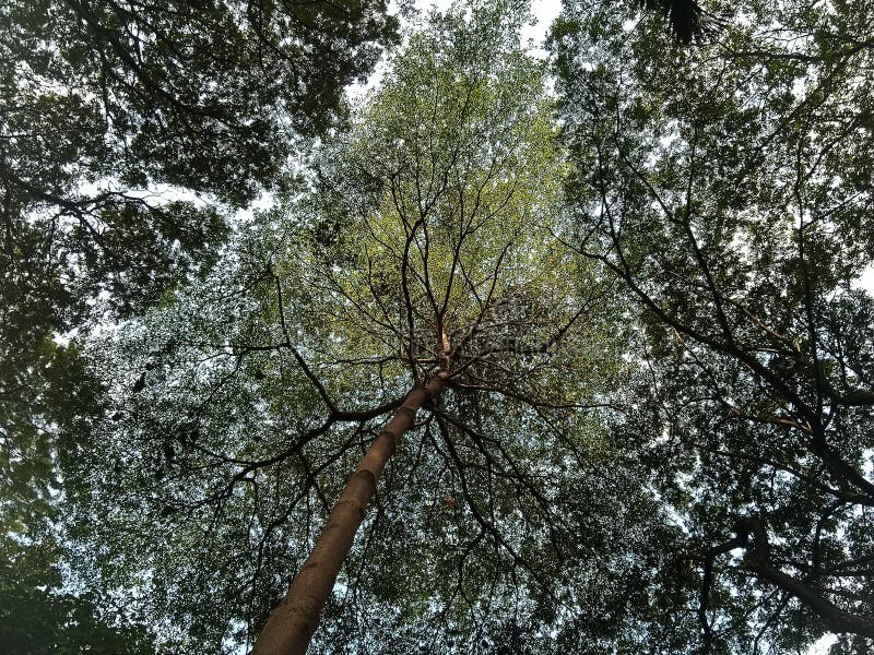 Strong Tree with Shady Foliage Stock Image - Image of branch, flower ...