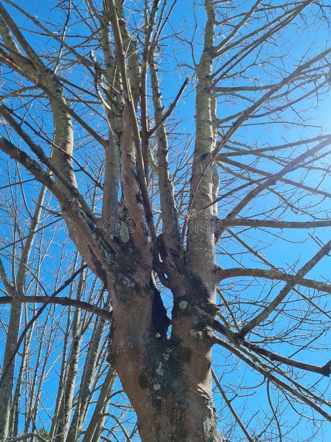 Strong Tree Roots Growing Out Of Stone Wall Stock Image - Image of tree ...