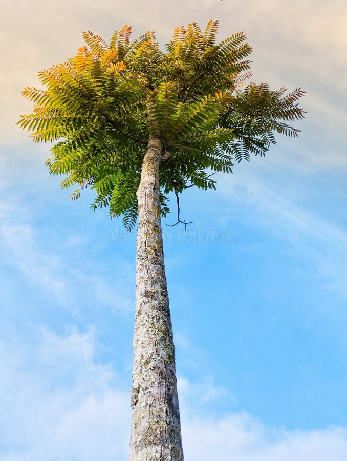 Strong Tree Towering To the Sky Stock Image - Image of flower, wind ...