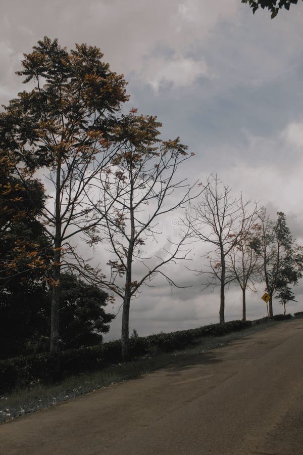 Strong Typical Indonesian Tree Stock Photo - Image of model, mount ...