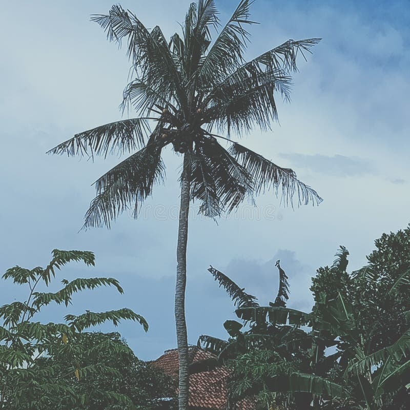 Strong upright tree stock photo. Image of upright, alone - 269732402