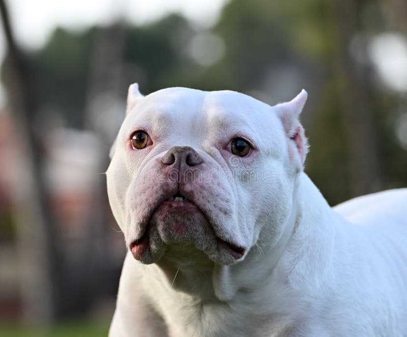 American bully dog stock image. Image of bulldog, bully - 362783535