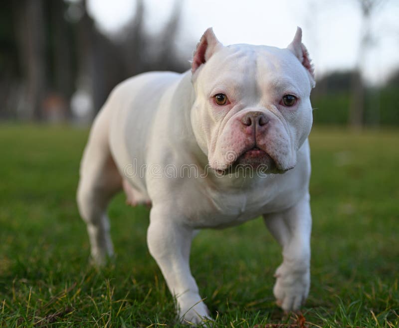 American bully dog stock photo. Image of mammal, aggressive - 362783888