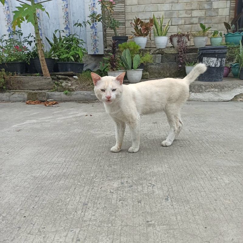 191 Strong Cat House Stock Photos - Free & Royalty-Free Stock Photos ...