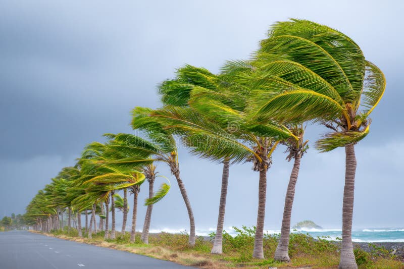 Strong Wind Bending Palm Trees on Tropical Coast during Hurricane Stock ...