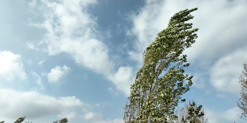 Storm in the trees stock video. Video of beaufort, strong - 296394233