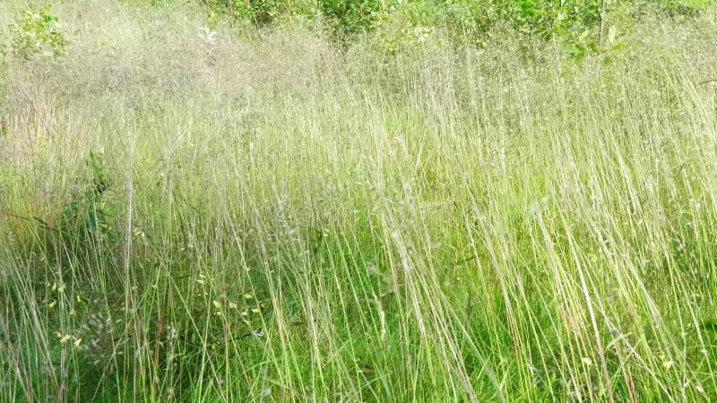 Strong Wind Bends Grass in an Open Field Creating Beautiful Movements ...