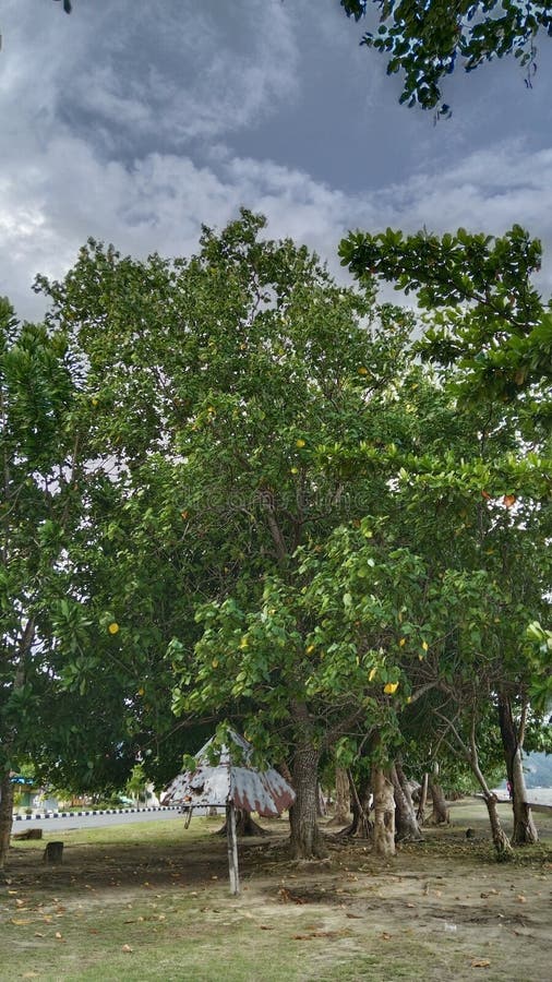 A Strong Wind Blew the Trees and Leaves Under the Blue Sky Stock Image ...
