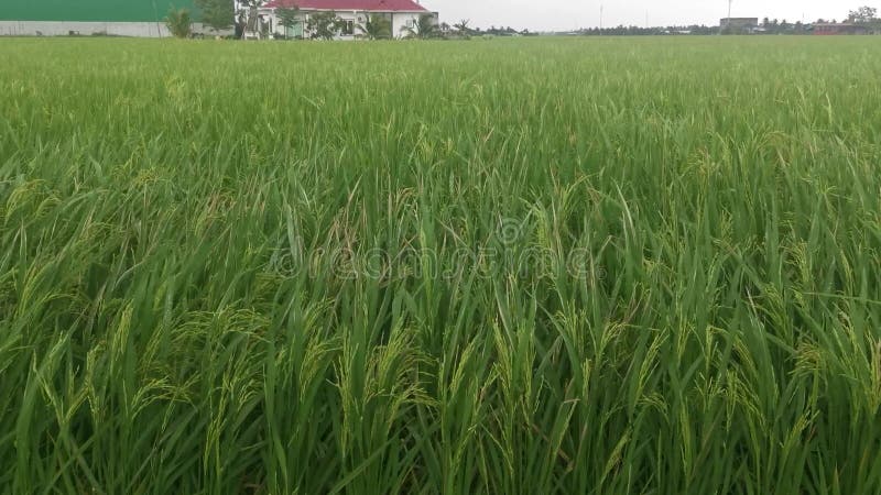Strong Wind Blowing Against the Paddy Plants. Stock Footage - Video of ...