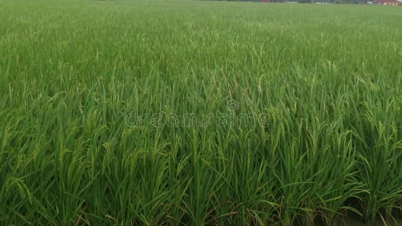 Strong Wind Blowing Against the Paddy Plants. Stock Footage - Video of ...
