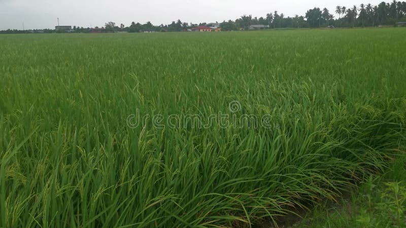 Strong Wind Blowing Against the Paddy Plants. Stock Footage - Video of ...