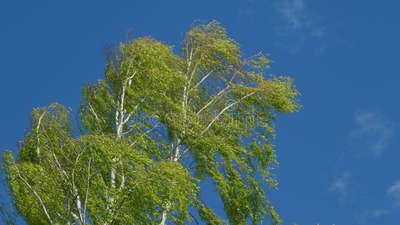Swaying Trees Strong Wind Blowing And Bending Trees. Trees Moving On