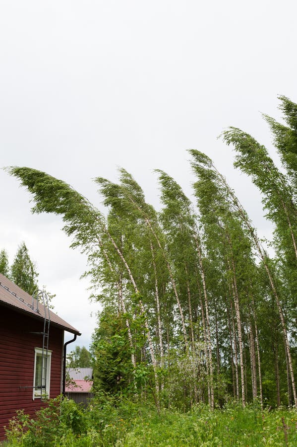 Strong Wind Trees