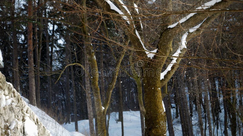 Strong Wind Blowing Snow from Tree Branches in Winter Forest at ...