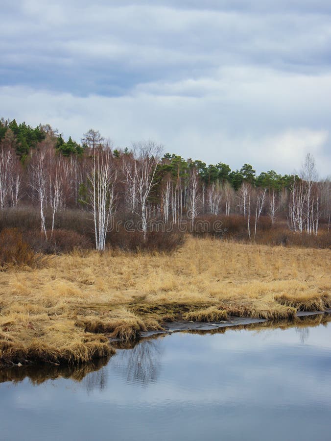 A Strong Wind is Blowing and it is Snowing, the Branches of the Trees ...