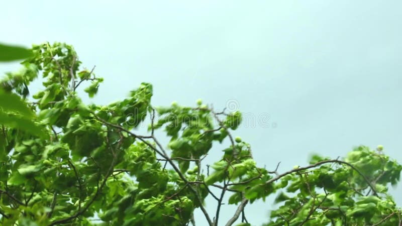 Tree Branches Blowing In Strong Wind Stock Footage - Video of wind ...