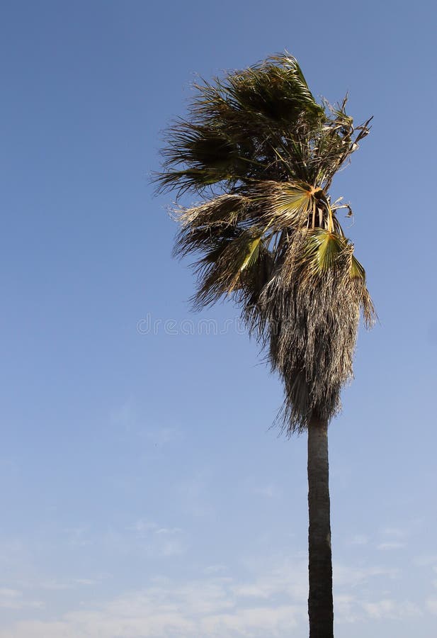Strong Wind Blows the Branches of Tall Tree Stock Image - Image of ...
