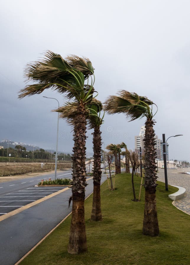 Strong Wind Blows from the Sea and Bends Palms on the Coast Stock Image ...