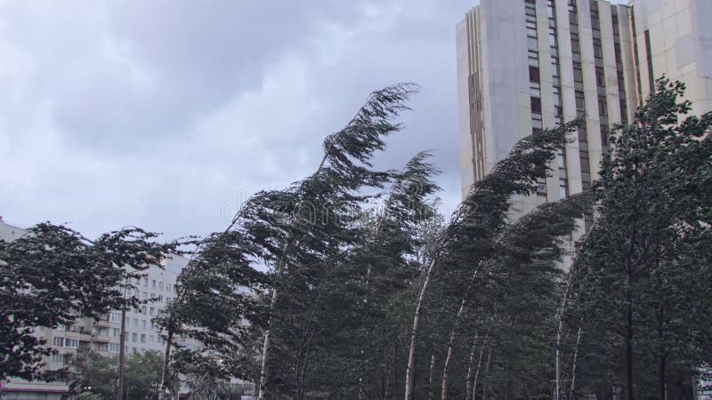 Bending Trees Under the Gusts of Wind Stock Video - Video of footage ...