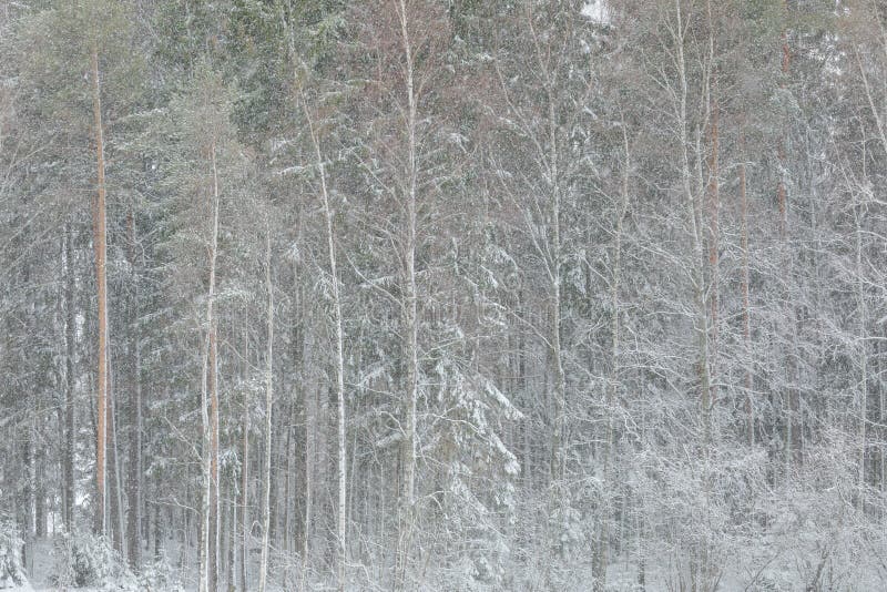 Strong Wind and Heavy Snowfall Blizzard in Forest Stock Photo - Image ...