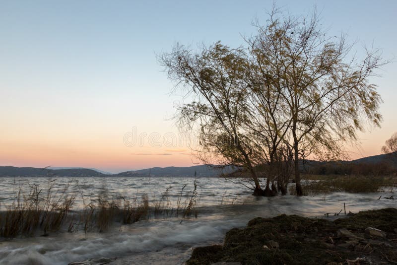 Trees Motion stock image. Image of spring, sunset, trees - 58894797
