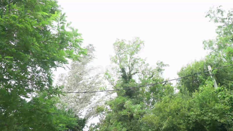 Wind Shakes Tree Brush Tree Leaf Silhouettes Against Bright Sunray at ...