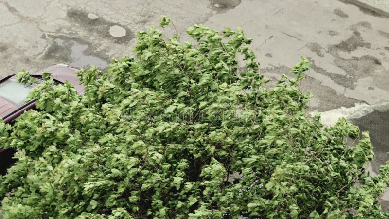 A Strong Wind Shakes the Foliage on a Tree during a Hurricane. the ...