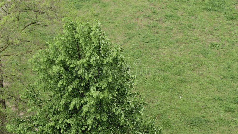 A Strong Wind Shakes the Foliage on a Tree during a Hurricane. the ...