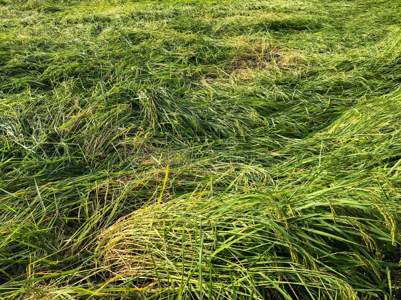 Strong Wind of Storm Caused Damage Rice Field. Stock Image - Image of ...