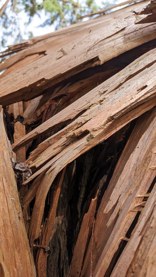 A Trunk Stump from a Tree Sticks Out of the Ground in a Field ...