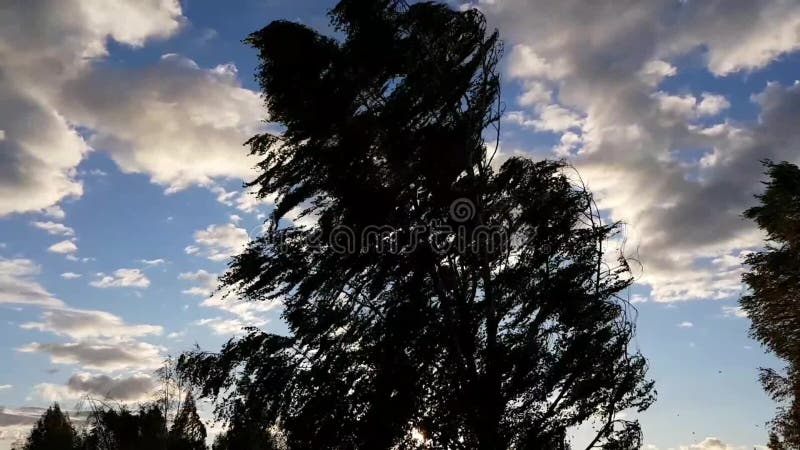 Strong Wind Blowing Against the Paddy Plants. Stock Footage - Video of ...
