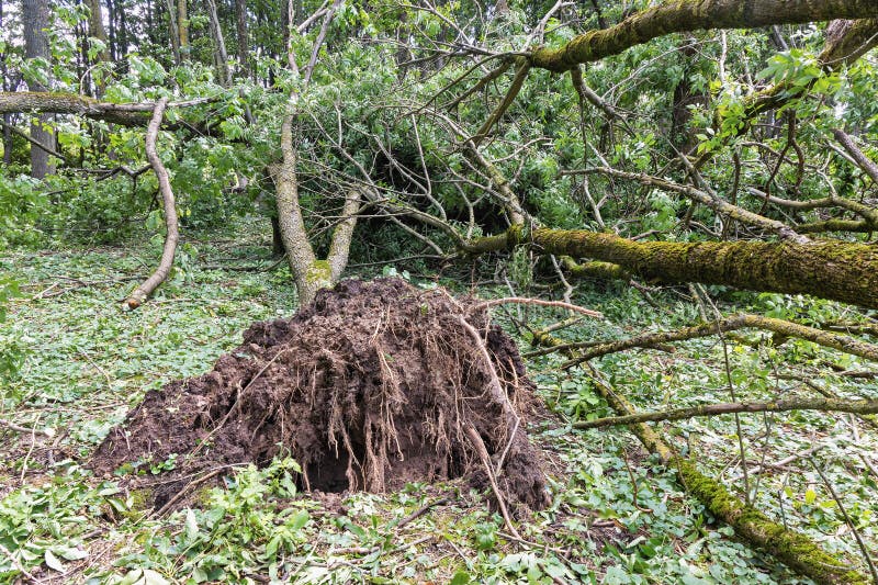 Strong Winds Cause a Tree To Uproot, Revealing a Large Root Ball in a ...