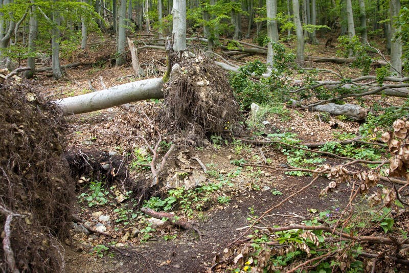 Tourist Path Blocked by Fallen Beech Trees, Temes Rock, Slovakia Stock ...