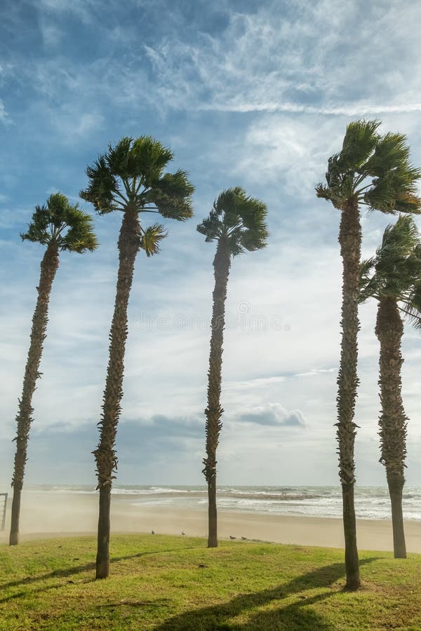 Strong Winds Sway Palm Trees on a Public Beach in Malaga, Spain. Stock ...